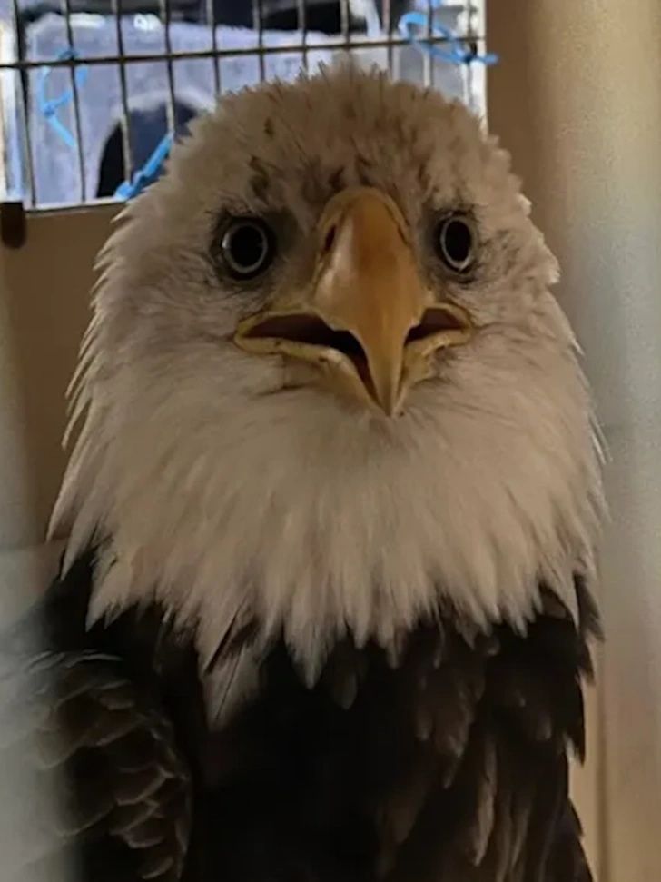 Wildlife Haven treats tenacious bald eagle with severe lead toxicity - PortageOnline.com - Local ...